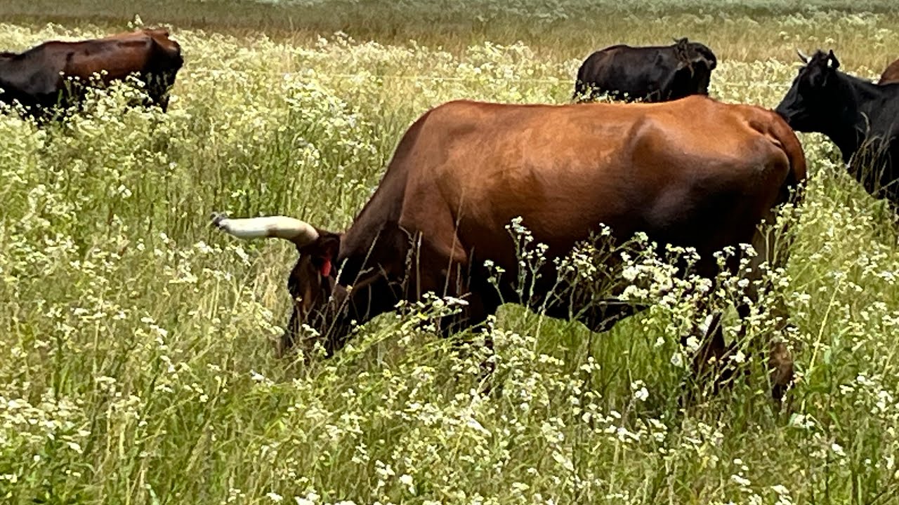 Discussing Grass Genetics, EPD’s, and Frame Size - YouTube