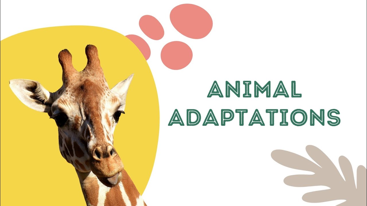 Adaptations- Physical and behavioral adaptations - YouTube