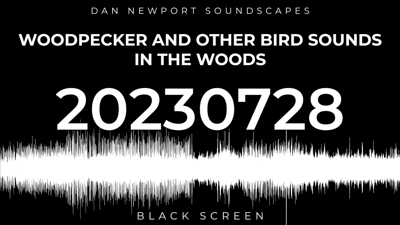 20230728 - Woodpecker and other bird sounds in the woods - Soundscape ...