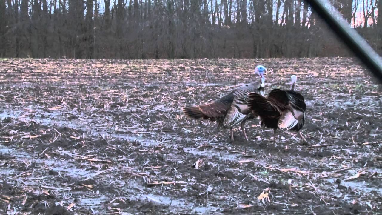 The Wild Outdoors Show 9 Spring 2014 "Adams Turkey Season" - YouTube