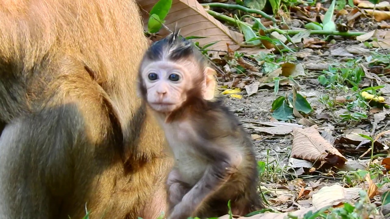 A little boy monkey happy with their family, season2, Angkor, Cambodia ...