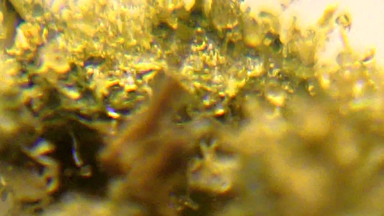 Ep 361 Strain Review K2 Homegrown Fantaseeds Hd 1080p cannabis weed bud ...