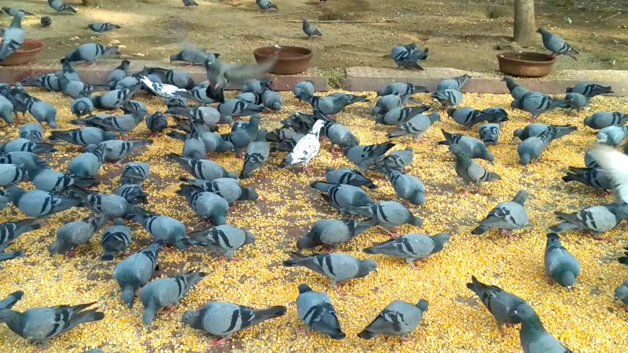 Beautiful Birds eating Grains group of Pigeons - YouTube