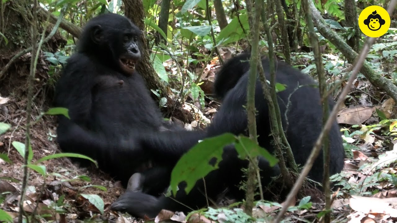 Social playing between female and male bonobos!【Observations of Bonobos ...