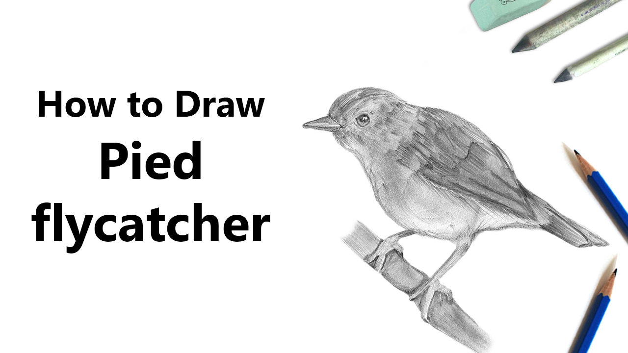 How to Draw a Pied Flycatcher with Pencils [Time Lapse] - YouTube