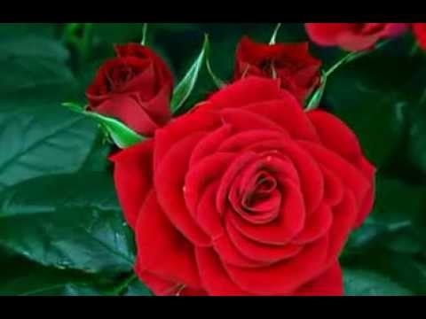 Gül Nasıl Açıyor?