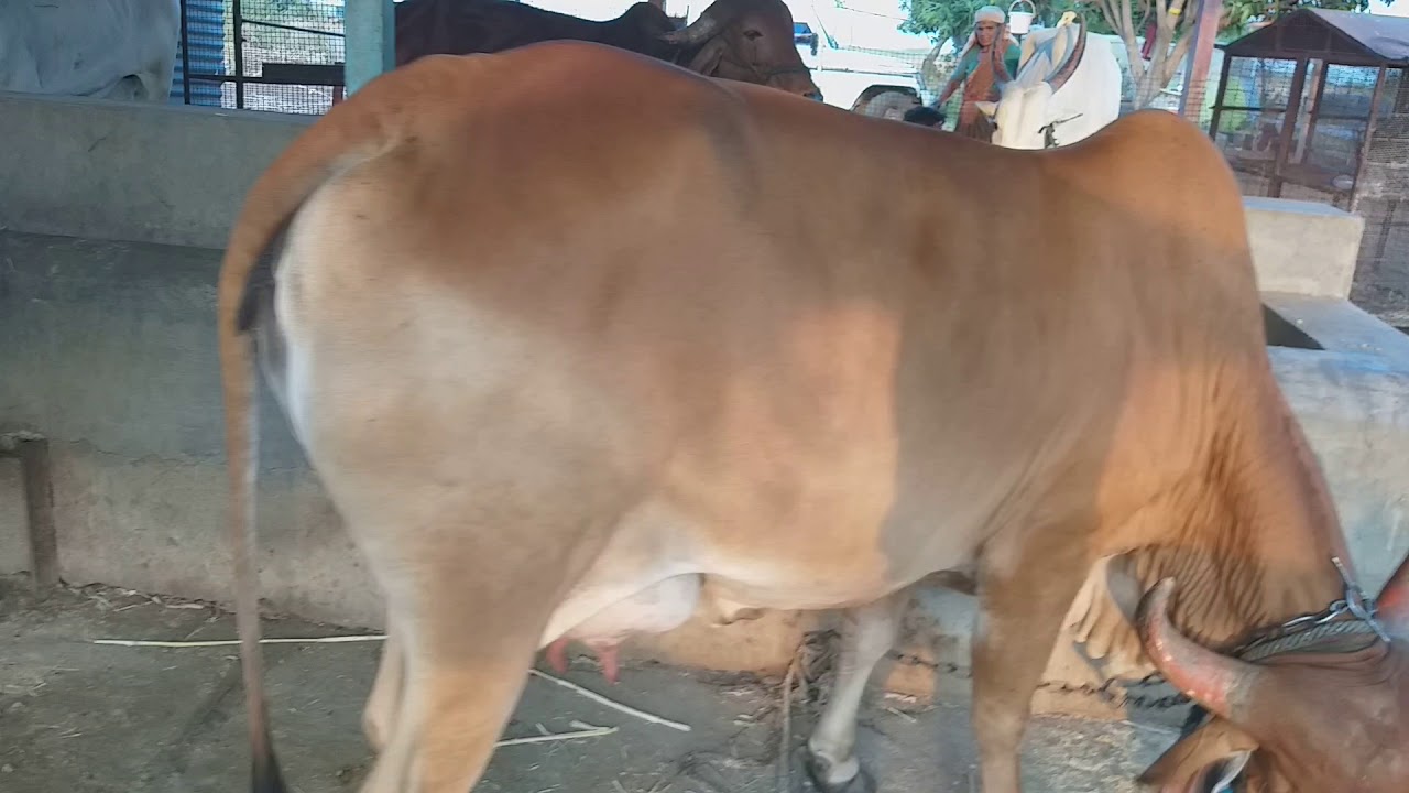 Geer cow, solapur, A2 milk, organic farming - YouTube