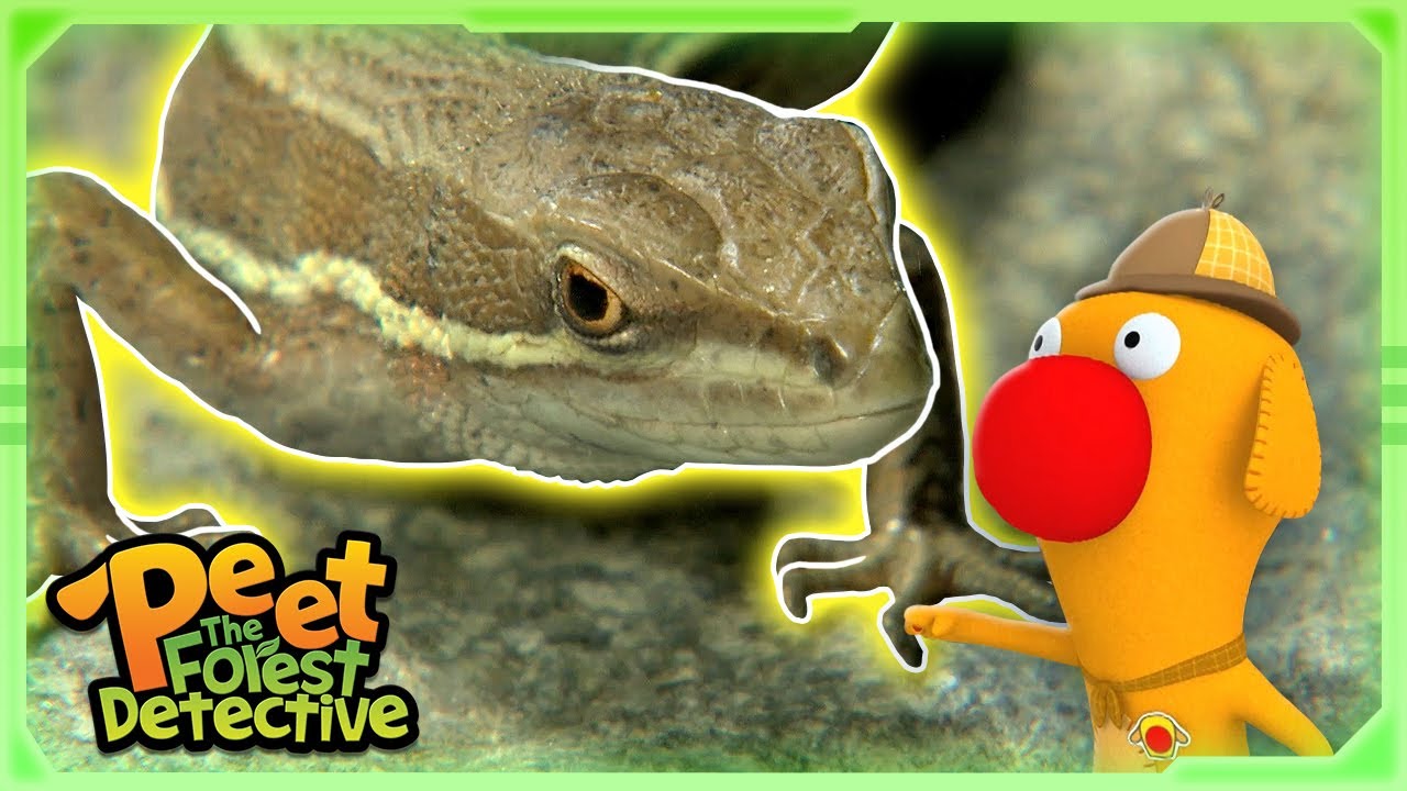 Giant Lizards Dropping Their Tails?! | Animal Stories For Kids | Peet ...