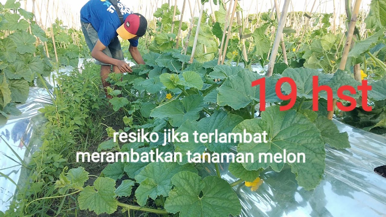 cara merambatkan pohon melon pada lanjaran - YouTube