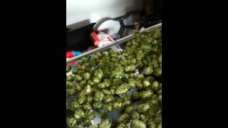Growing Hops from a clipping.