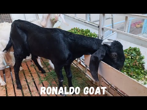 Ronaldo Goat || So many cocktails||new Goat and birds . - YouTube