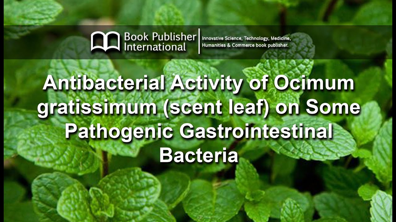 Antibacterial Activity of Ocimum gratissimum (scent leaf) on Some ...