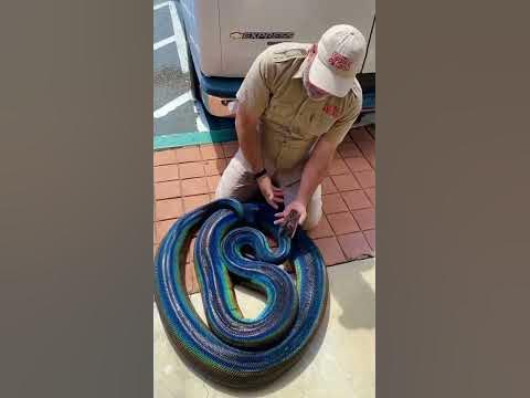 The world rarest rainbow python in world( don't miss it to see) | # ...