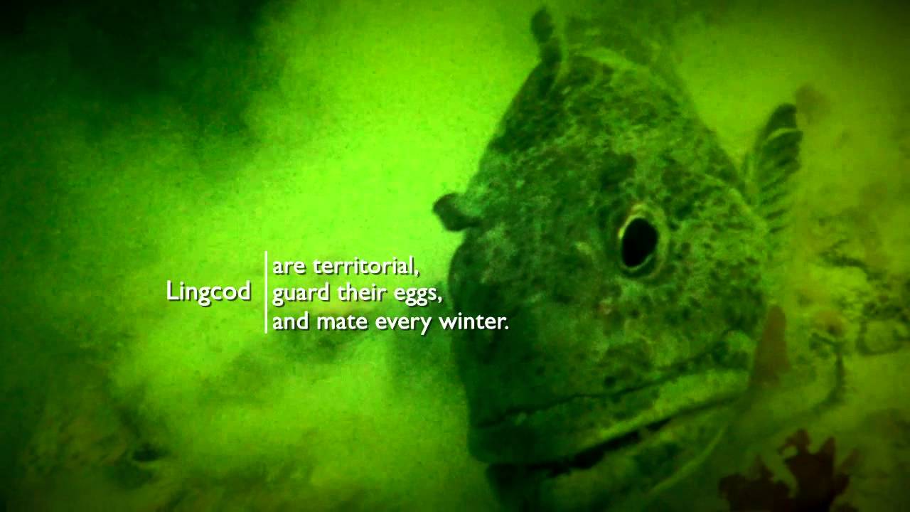 We Need Divers for our Lingcod Egg Mass Survey! - YouTube