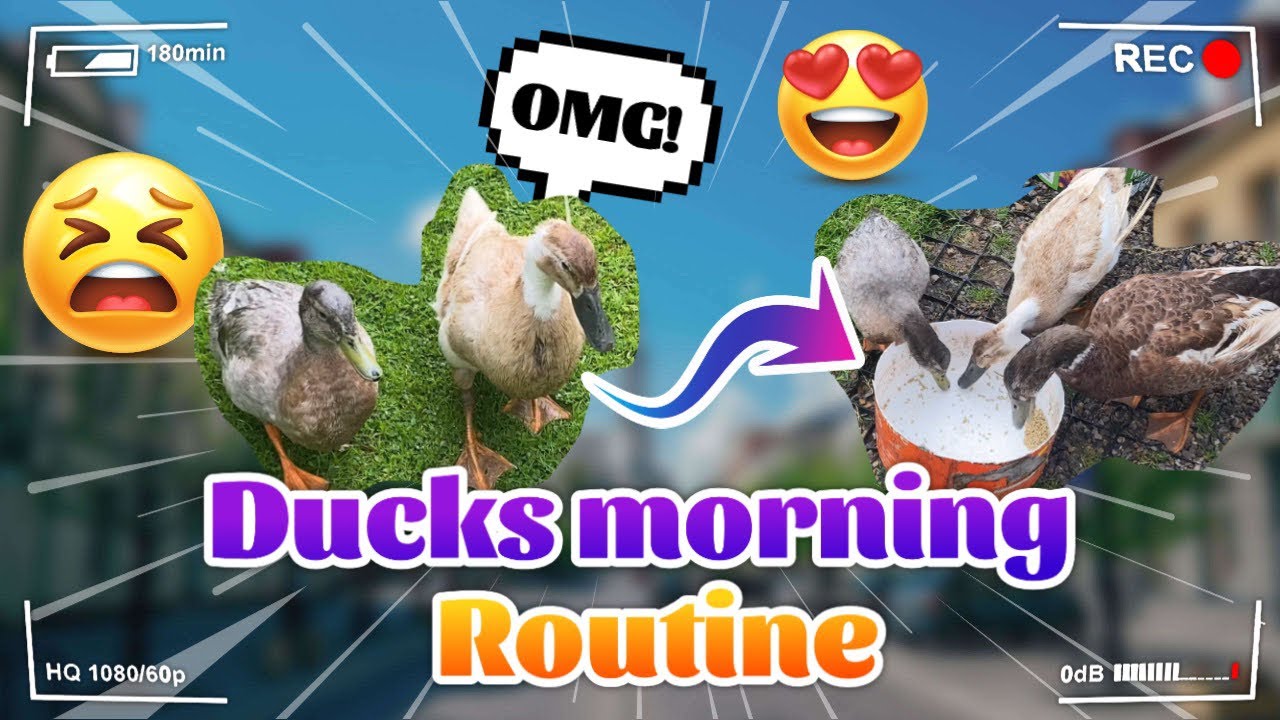 Duck Morning Routine! (Ducks go Crazy) - YouTube