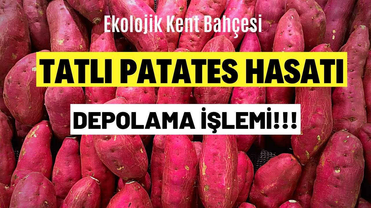 TATLI PATATES YETİŞTİRİCİLİĞİ HASAT | KİLO KİLO PATATES TOPLADIK ...