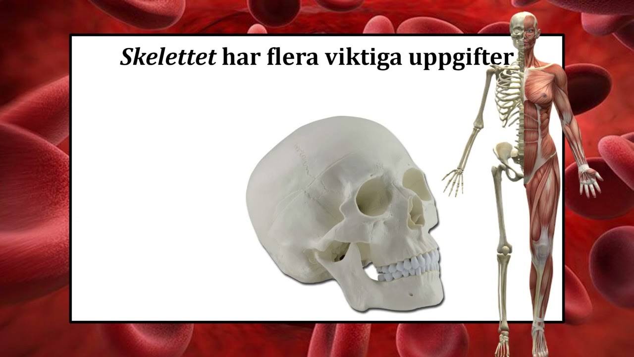 Lektion 6 DEL 1 - Skelettet - YouTube