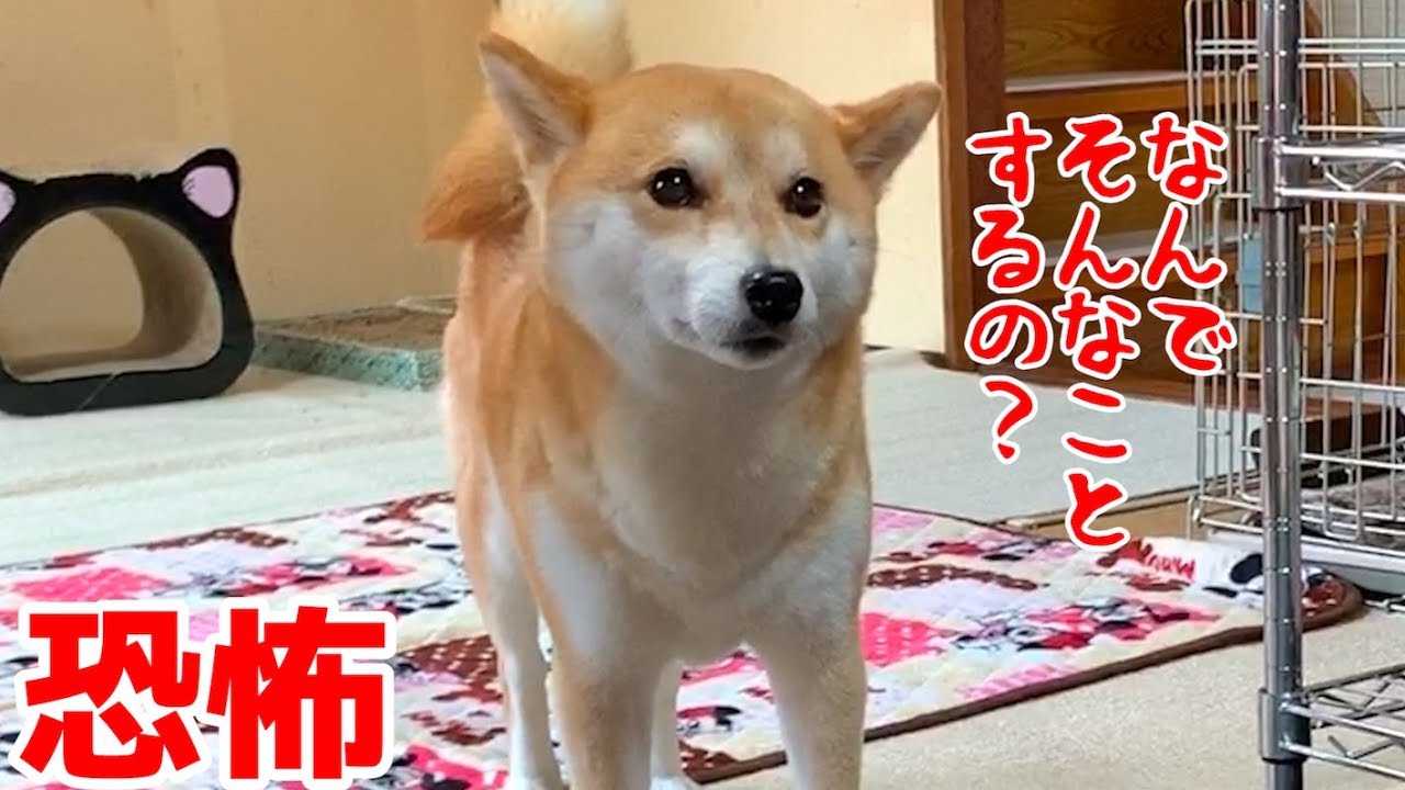 魔の時間帯が来て絶望の表情になっている柴犬がこちら shiba inu is scared - YouTube