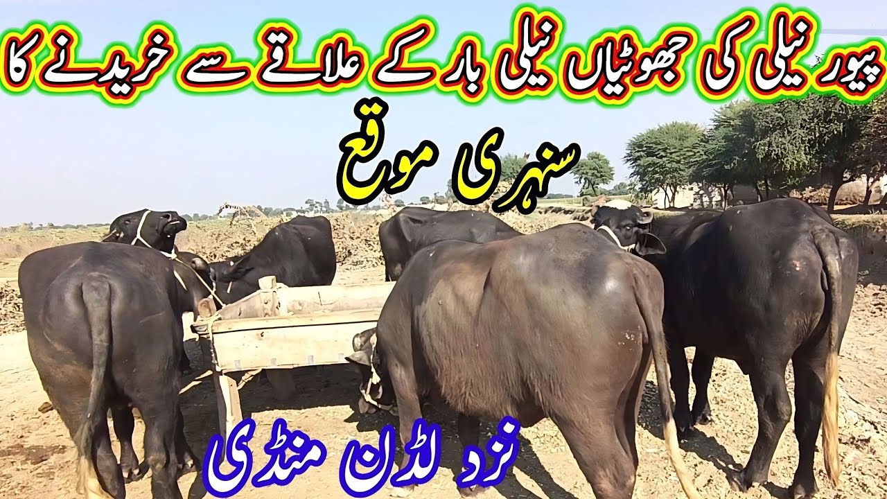 Pure Nili Ravi Buffalo Fore Sale/How to make money for animal business ...
