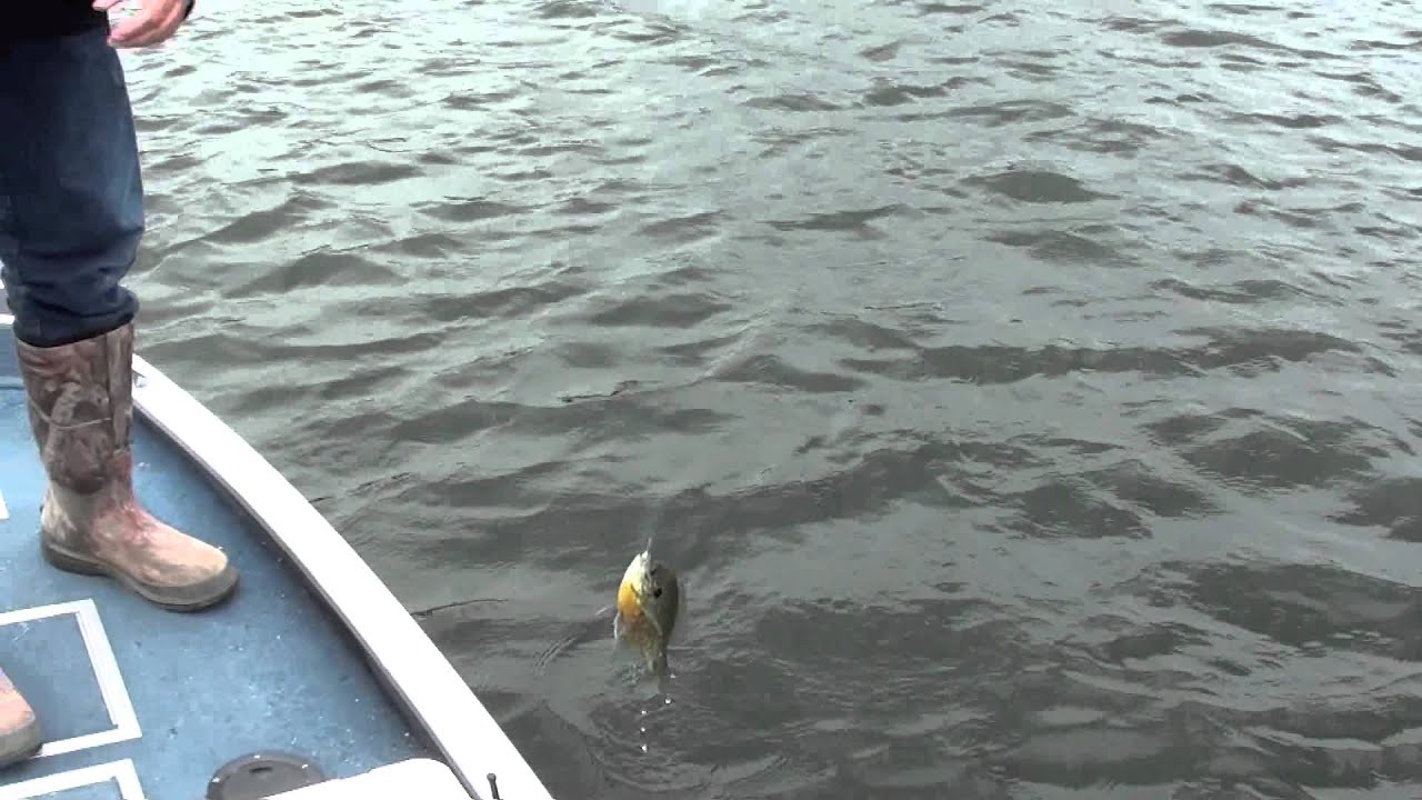 Big Bluegill fishing with Chris Ludwig - YouTube