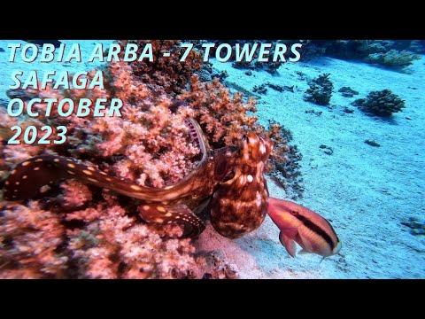 SAFAGA -TOBIA ARBA - 7 TOWERS - PAŹDZIERNIK 2023 - YouTube