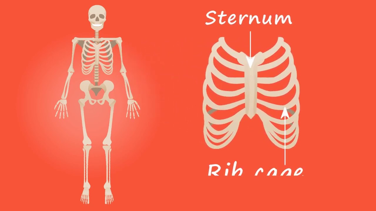 Skeletal System Human Learn Skeletal System Function YouTube Skeletal System Human Learn Skeletal System Function YouTube