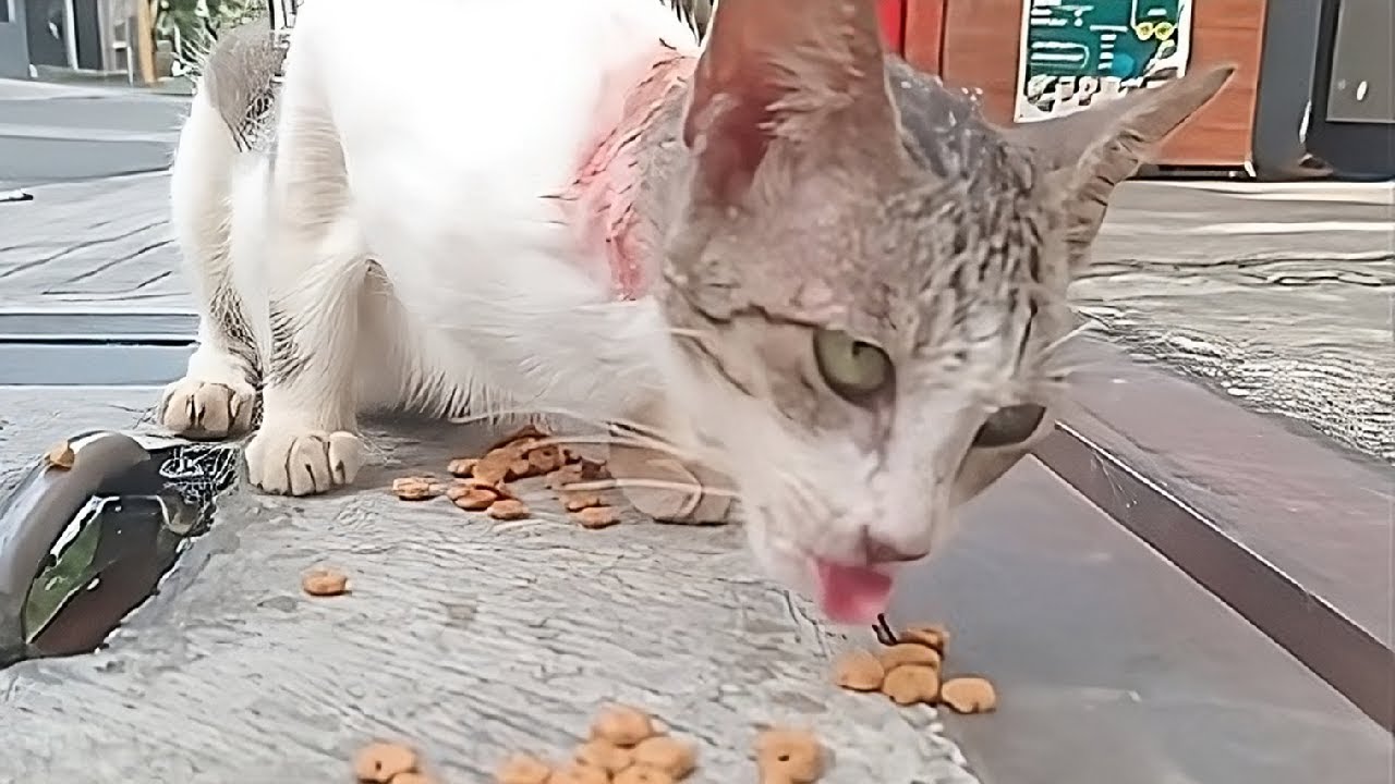 How an INJURED cat EATS even with PAIN.. This is what's up. Cats cat ...