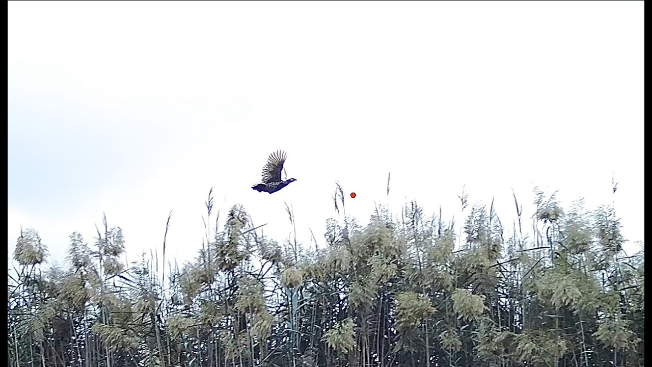 Partridge and Francolin Hunting in Cyprus - YouTube