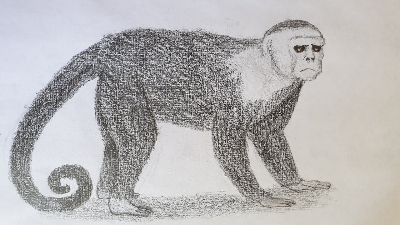 Cum desenez o Maimuță 🐒 (Capucin) | Desene în creion | - YouTube