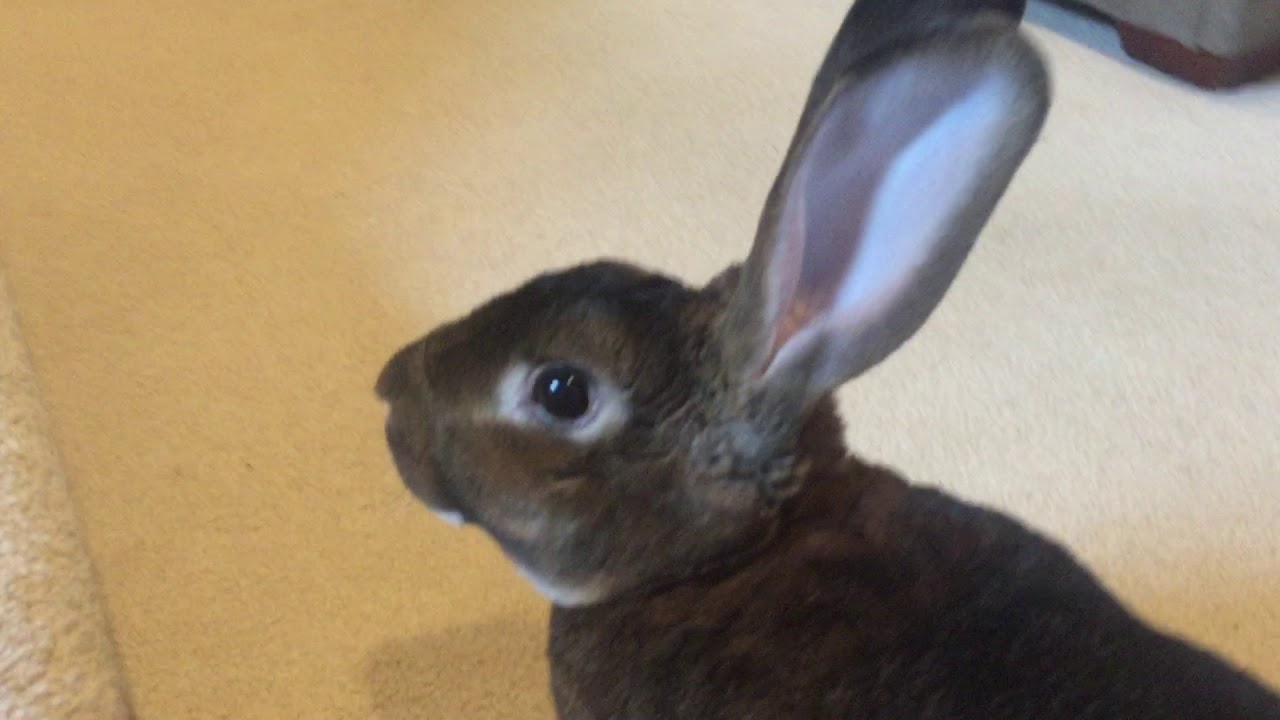 The Bunny Rusty (Vlog) Easter Edition! - YouTube