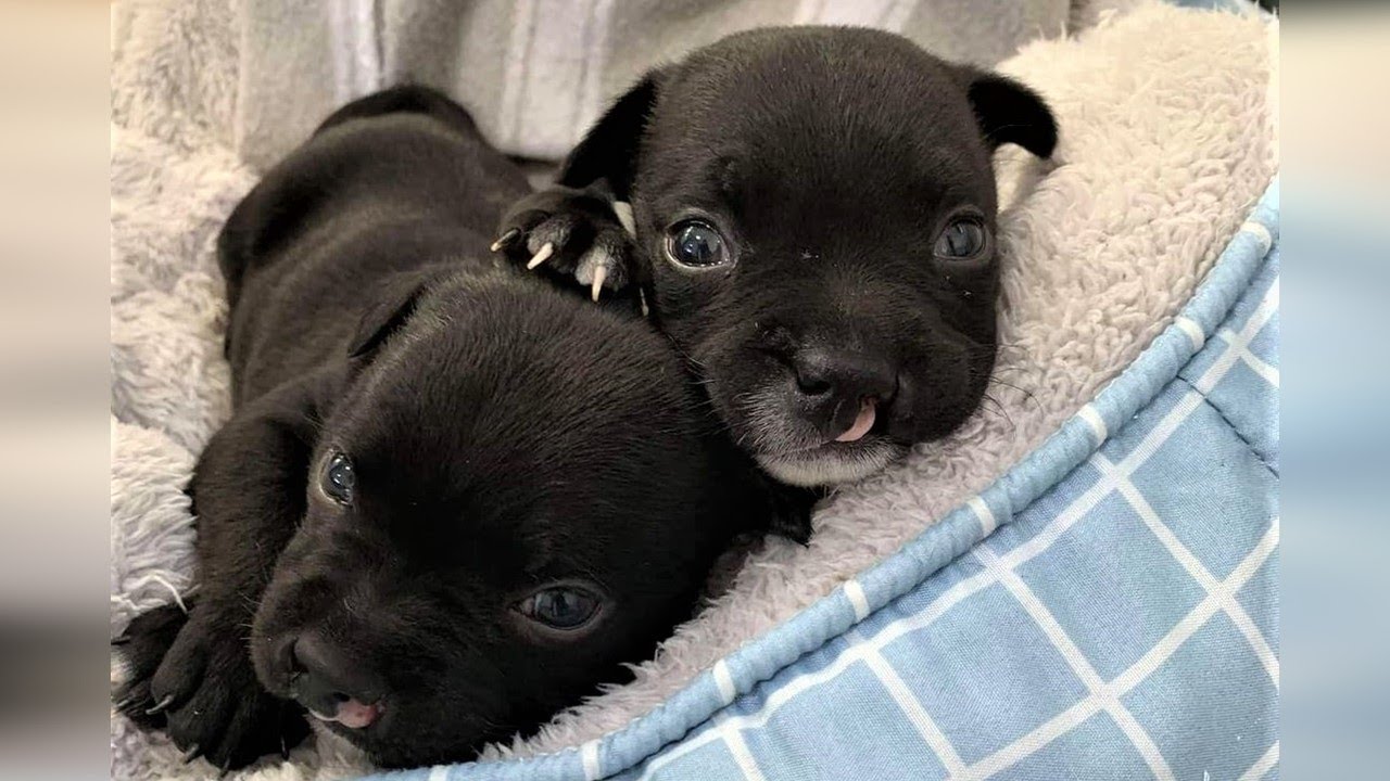 Rescue 2 Super Cute Tiny Pup Who're Born With Cleft Lips - YouTube
