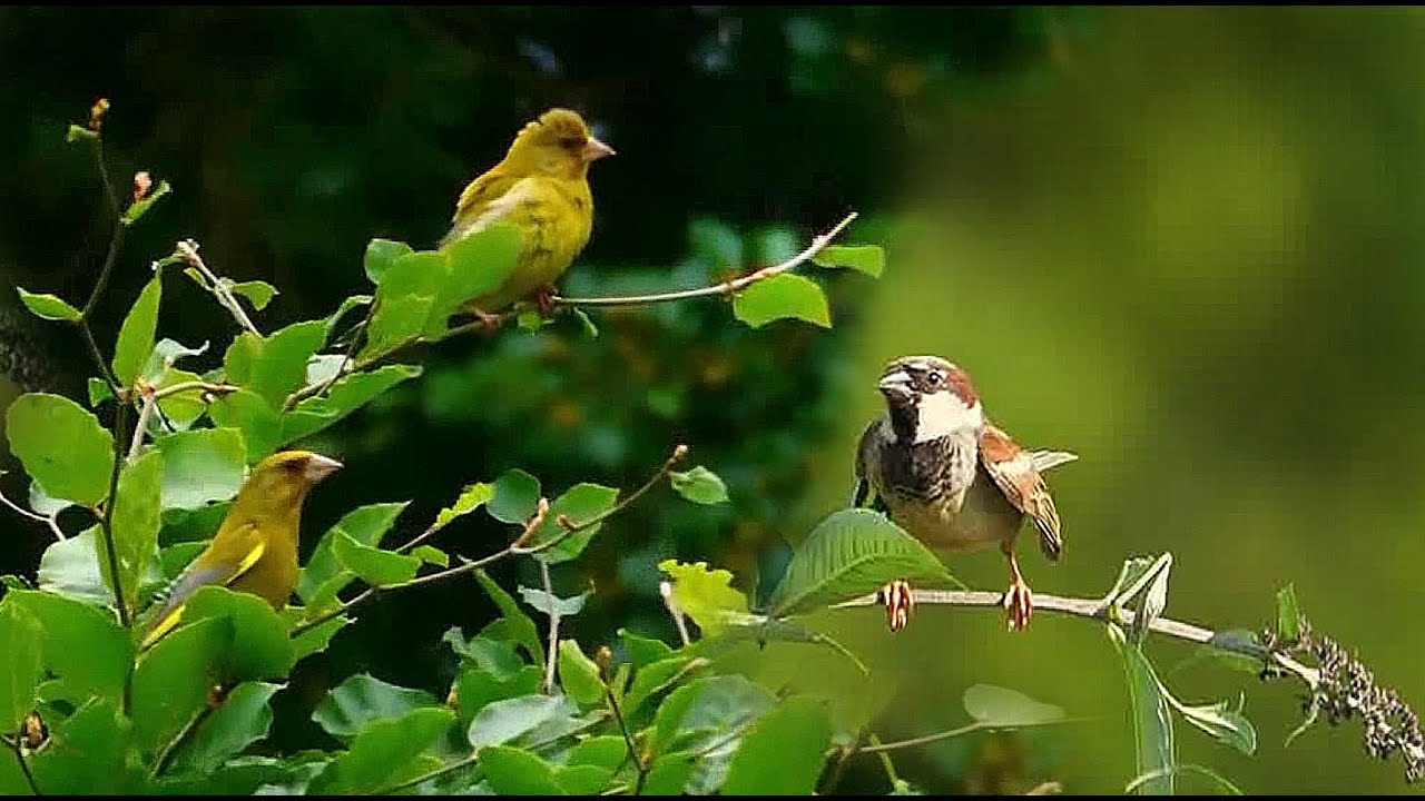 birds calling home | Life Of Birds In Rainforest - Singing Birds ...