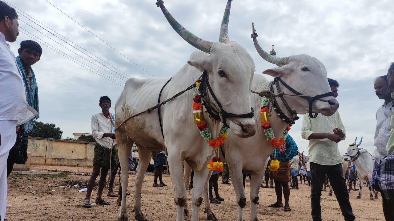 Karnataka Biggest size Khilar // Khillar Bulls Pattikonda - YouTube
