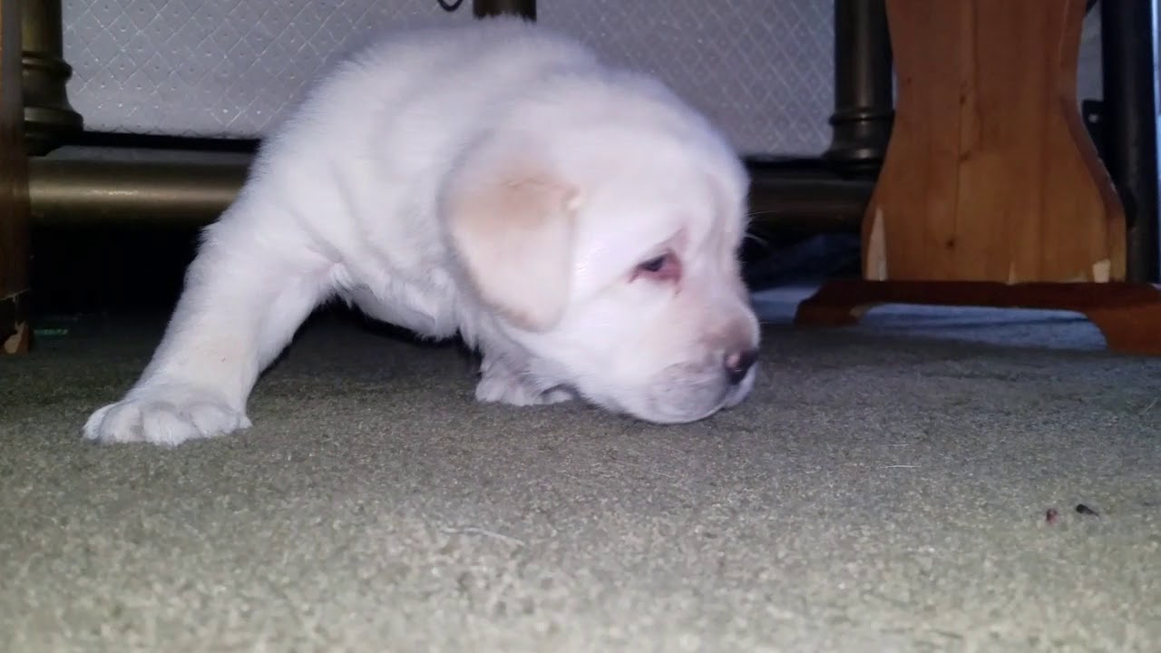 Hero Labradors Ripley walking, talking, playing - YouTube