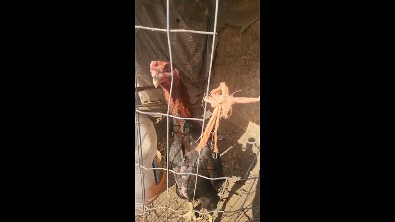 update cov me nyuam qaib. - YouTube