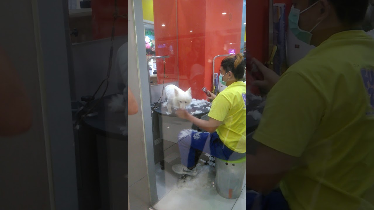 Japanese spitz dog. Colleen grooming - YouTube