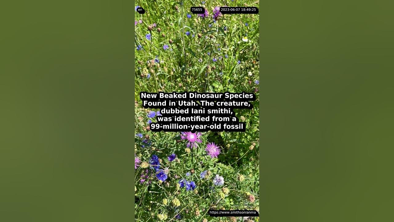 New Beaked Dinosaur Species Found in Utah: "Iani smithi", registered from 99 million year old ...