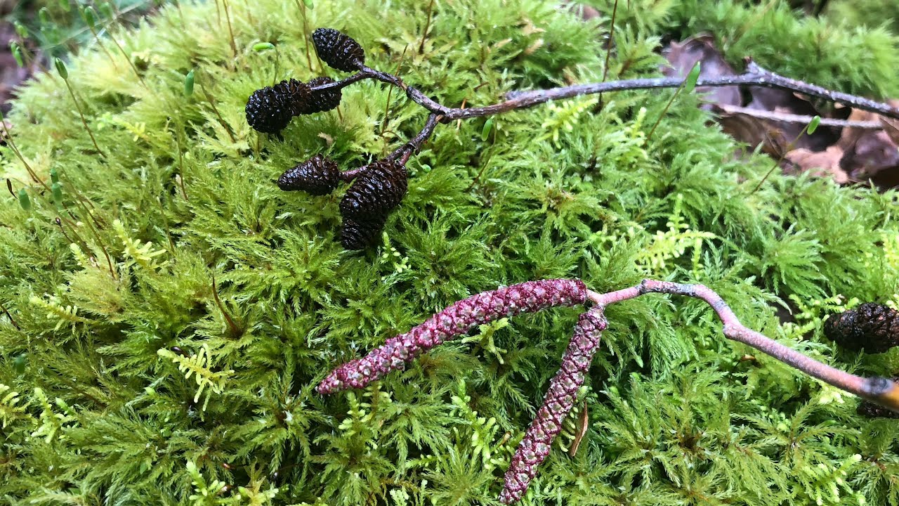 Alnus rubra, Red Alder - YouTube