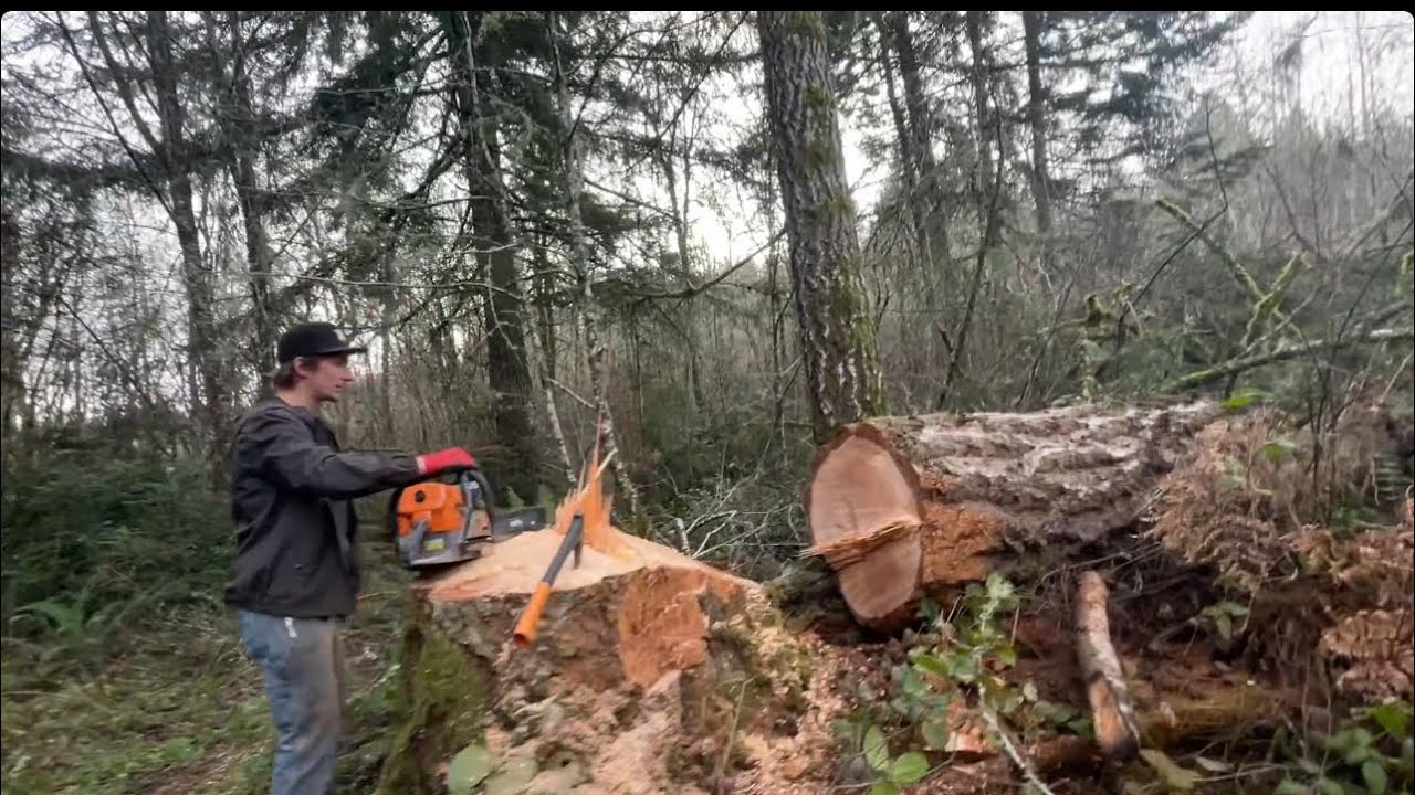 Cutting tree / for firewood 🪵 - YouTube
