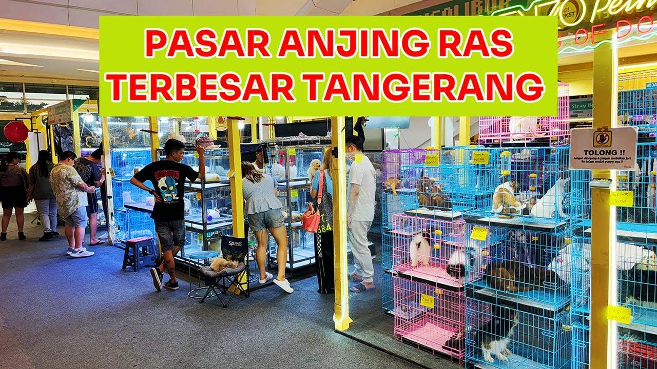 Grebek Pasar Anjing Ras Terbesar Di Tangerang - PAWTASTIC Living World ...