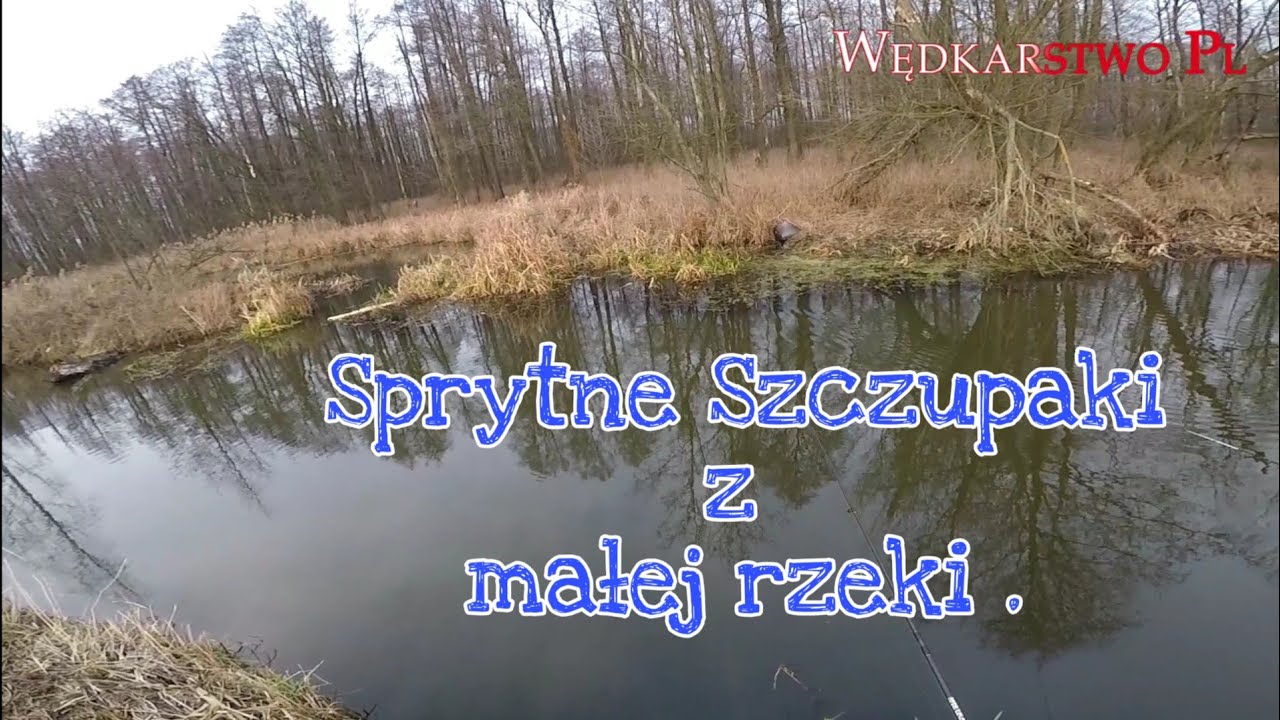 Sprytne Szczupaki z małej rzeczki . Clever Pike from a small river ...