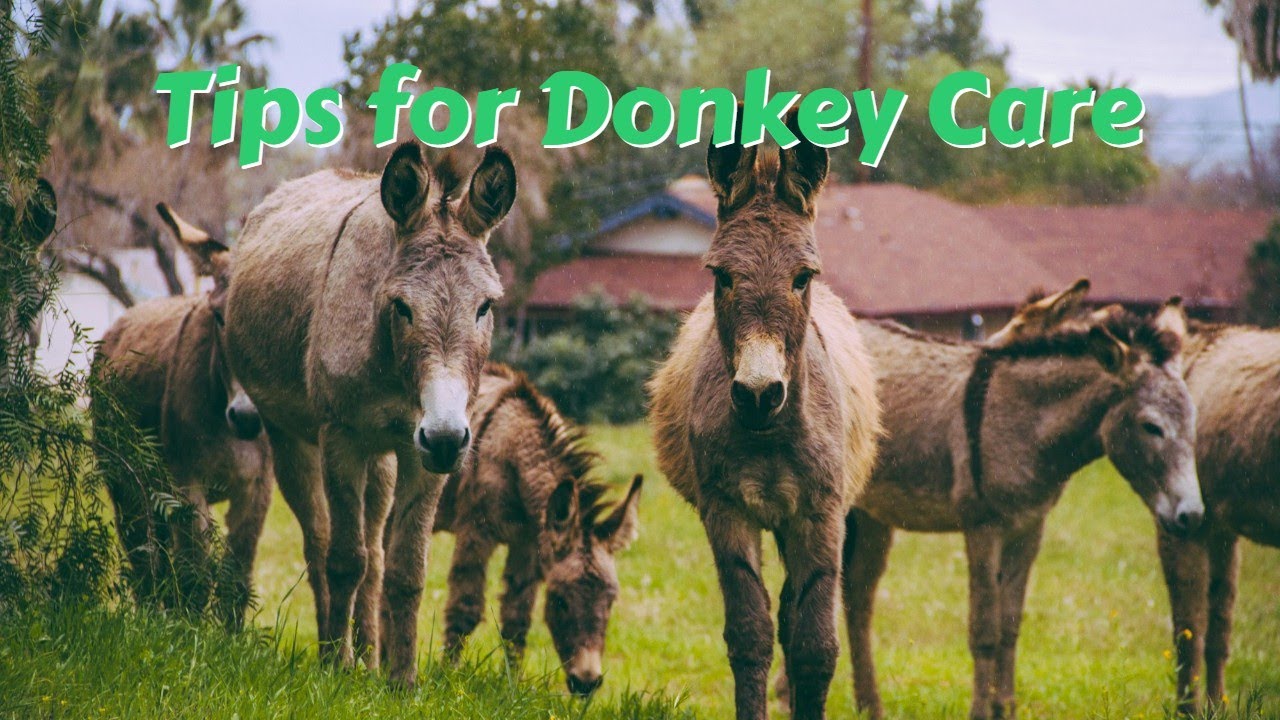 Donkey Care 101 Grooming Tips and Tricks for a healthy donkey #donkey # ...
