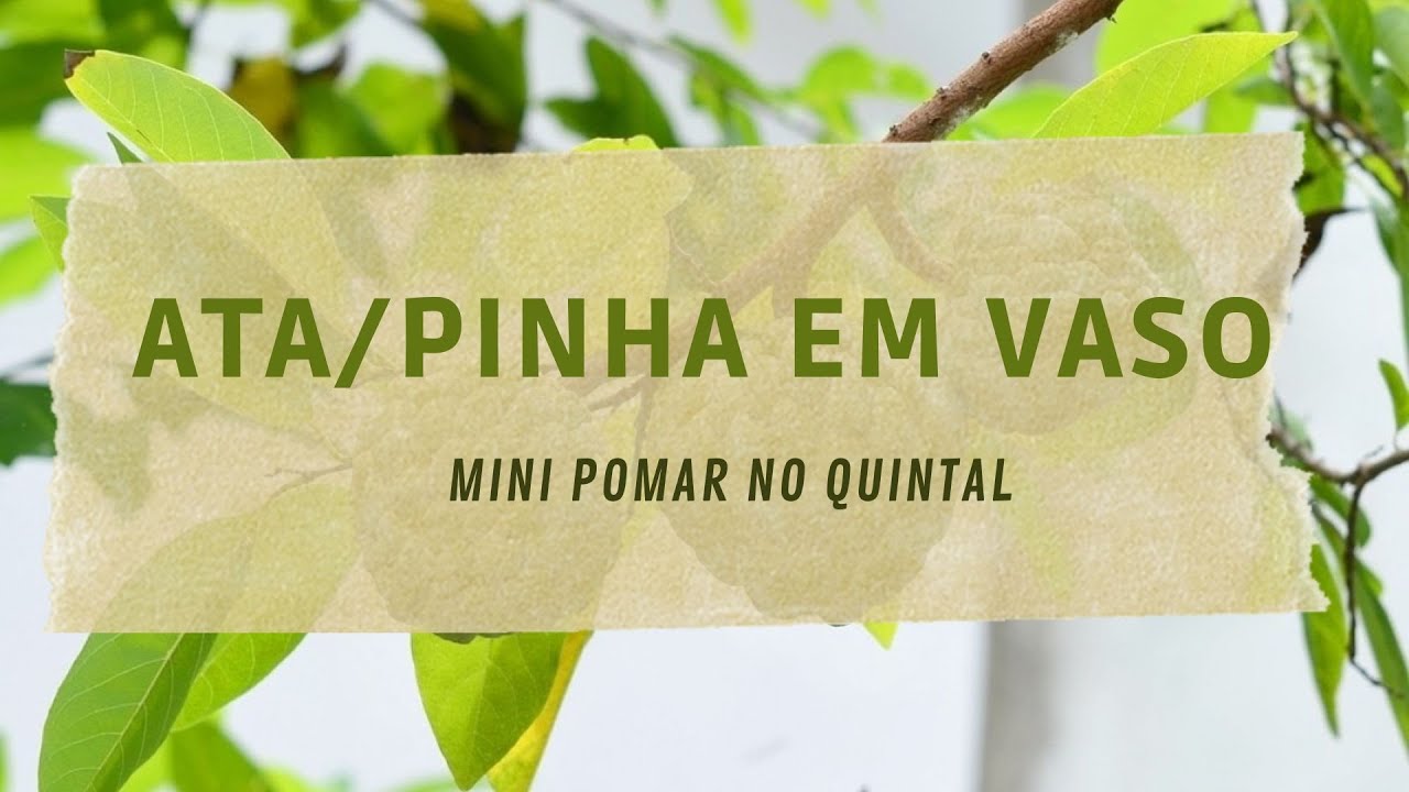 Ata pinha fruta do conde em vaso - Mini pomar no quintal - YouTube