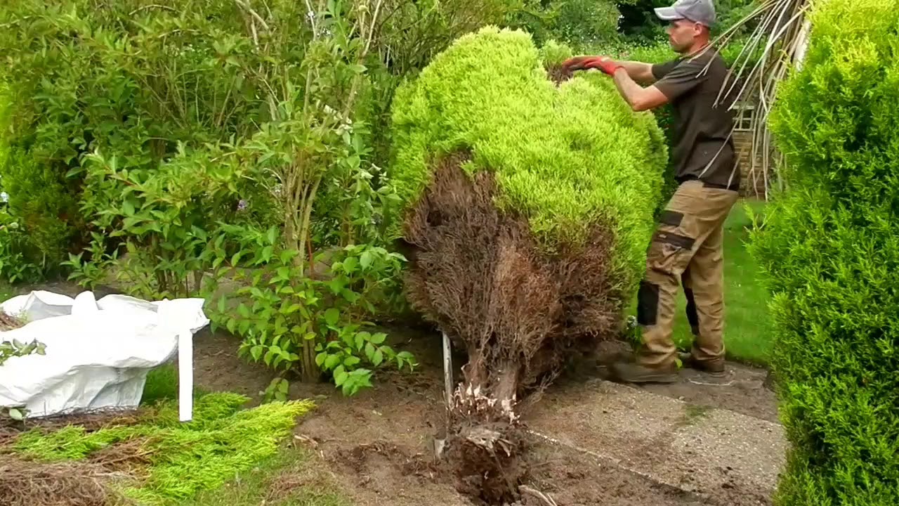 Removing two conifers realtime - YouTube