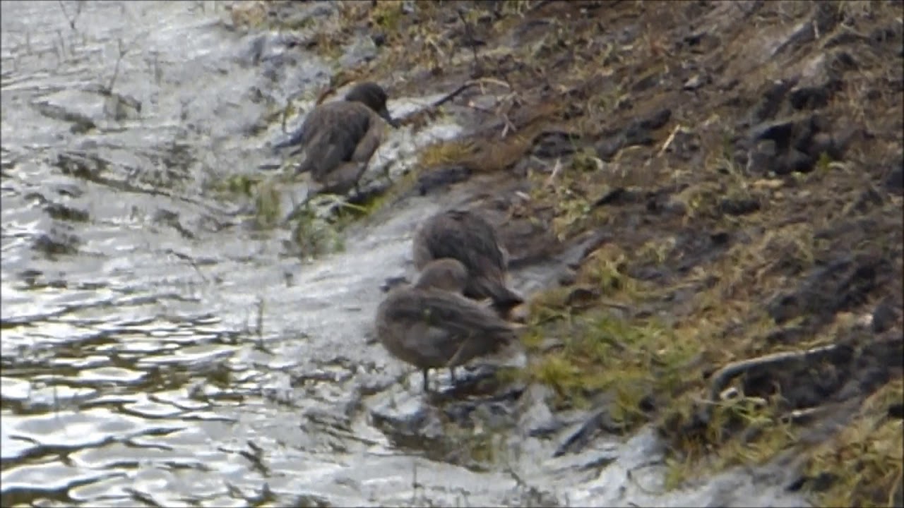 Cercetas andinas (Anas andium) en la Laguna de Secas - YouTube