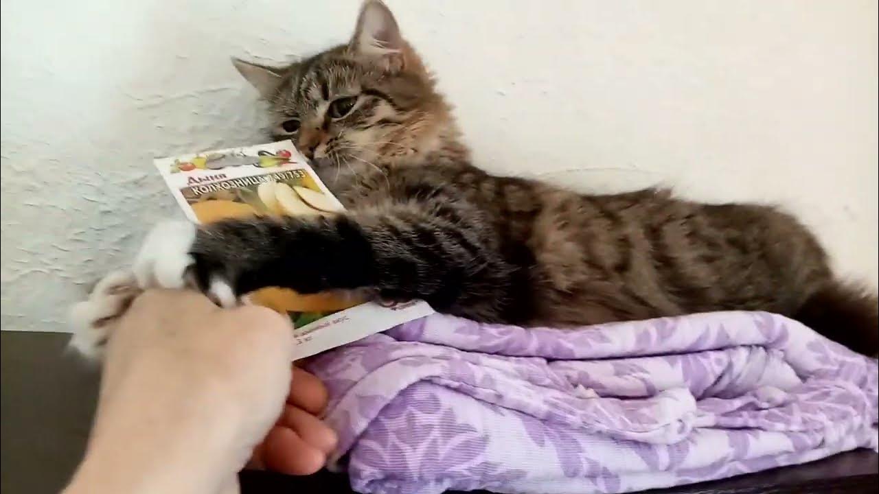 Дыня "КОЛХОЗНИЦА 749/753" буду Выращивать в 2022г. Сочная Сладкая ...