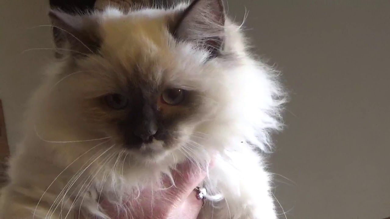 FOR SALE BLUE DIAMOND KITTEN NOVEMBER 25, 2019- A Ragdoll To Love ...