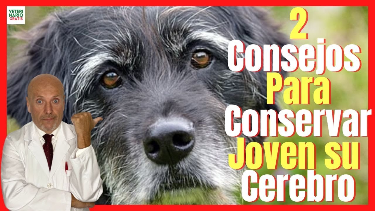 2 CONSEJOS PARA CONSERVAR JOVEN EL CEREBRO DE TU PERRO 💖 Y EVITAR LA ...