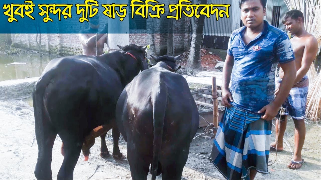 'Shar goru for cow fattening in bangladesh'| আগামী কোরবানীর জন্য কিনে ...