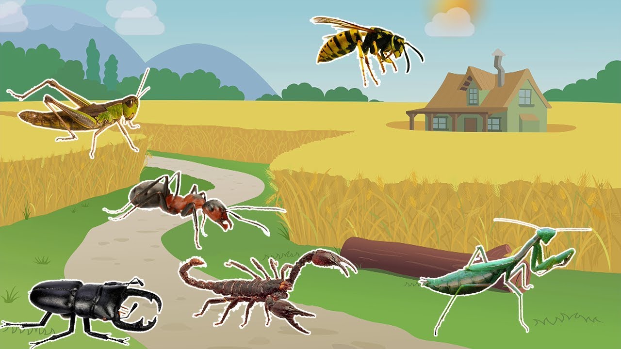 Learning Insects and Bugs for Kids. Animals Names & Sounds in English ...